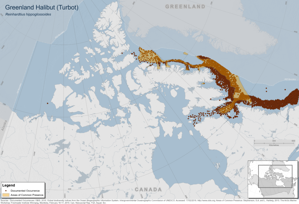 Northern Latitudes: Where Do Greenland Halibut Live in Canada’s Arctic?