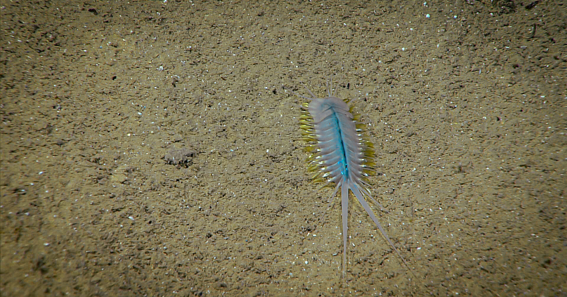 Oceans North - Protecting Canada’s Muddy Seabed to Mitigate Climate Change