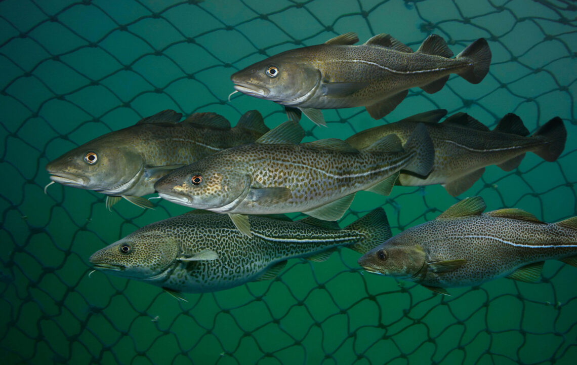 Oceans North - Oceans North Concerned About Northern Cod Quota Increase