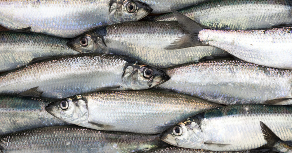 Oceans North - DFO delays rebuilding of largest herring population in ...