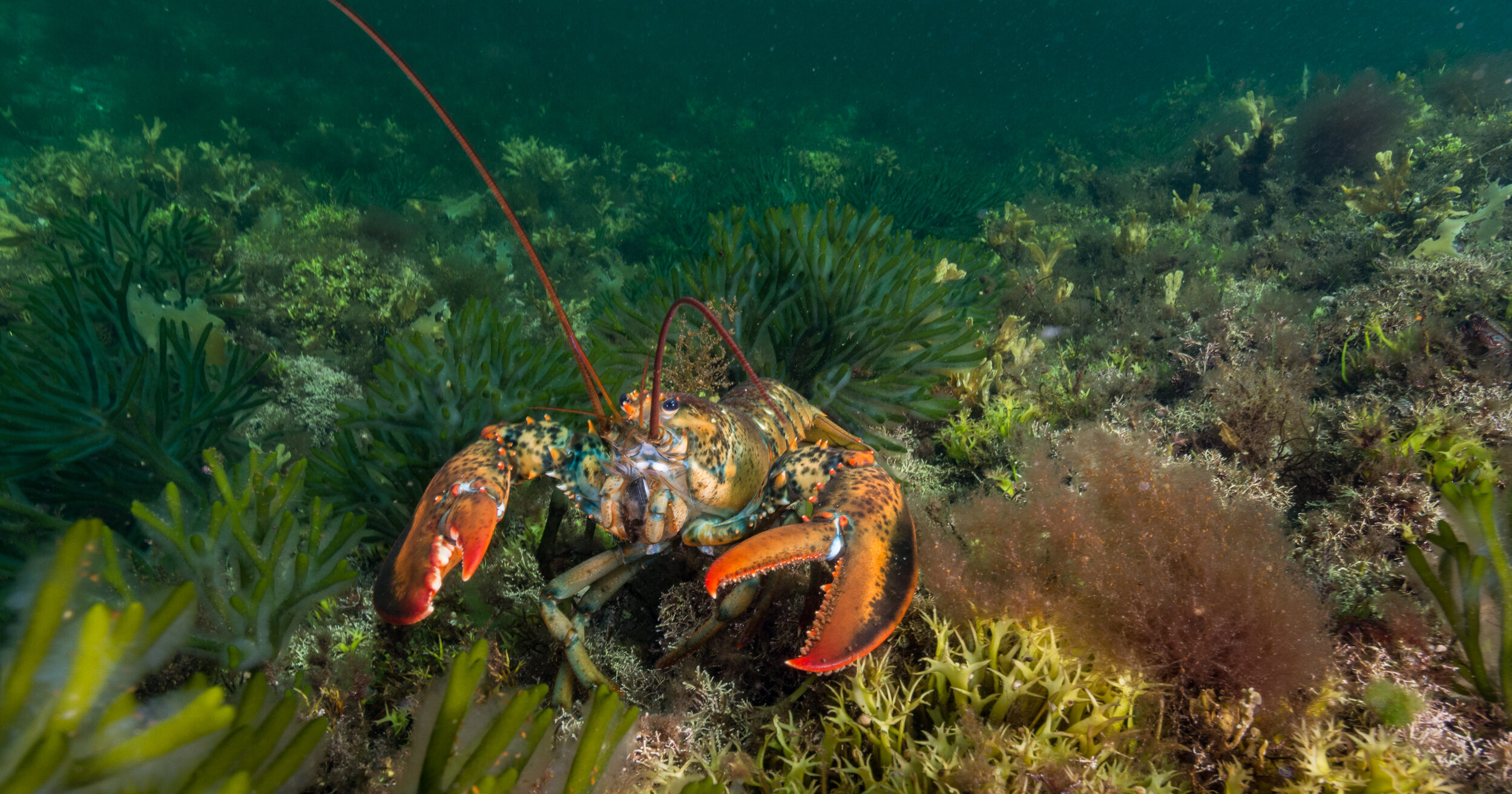 Managing Fisheries in an Age of Climate Change: American Lobster