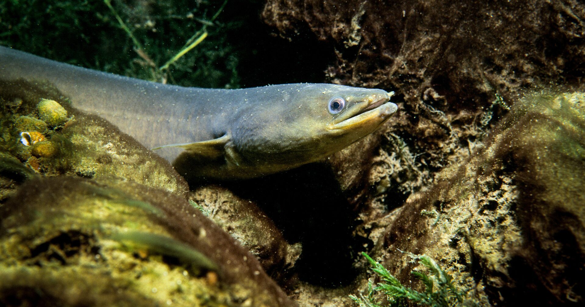 Oceans North - Decision Not to list Eel as Species at Risk Highlights ...